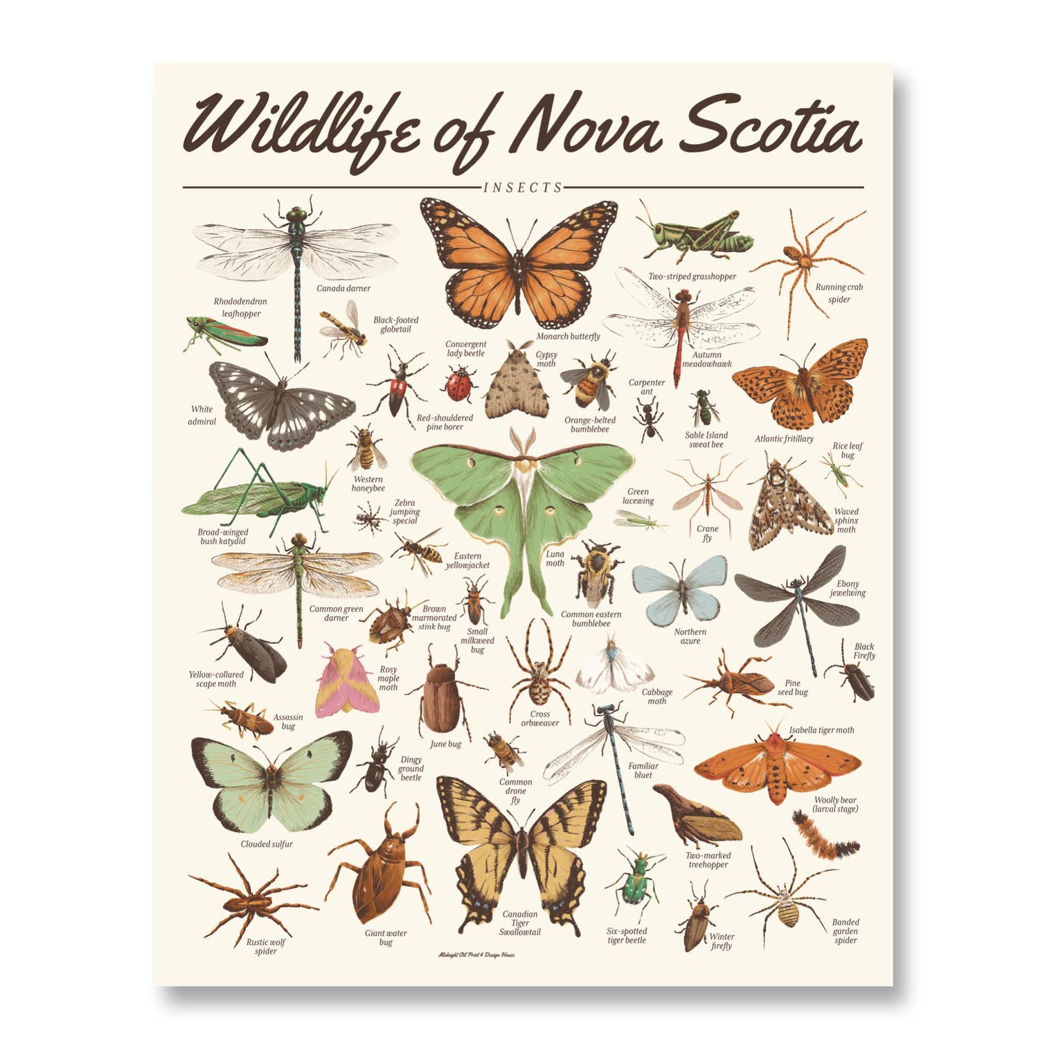 Wildlife of Nova Scotia: Insects Print – Midnight Oil Print & Design House